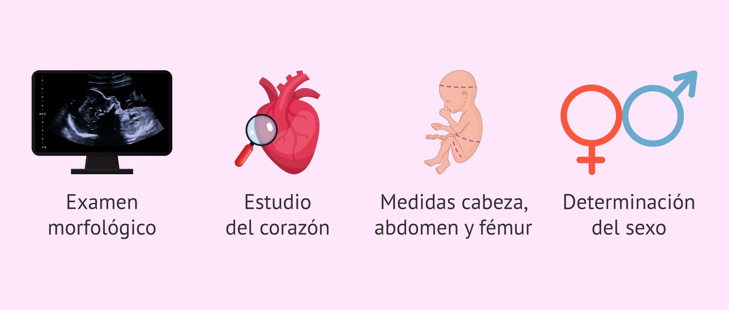 ¿Cómo es la ecografía fetal en el primer, segundo y tercer trimestre?