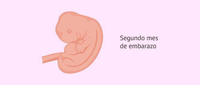 Embarazo mes a mes: desarrollo del feto y cambios en la madre