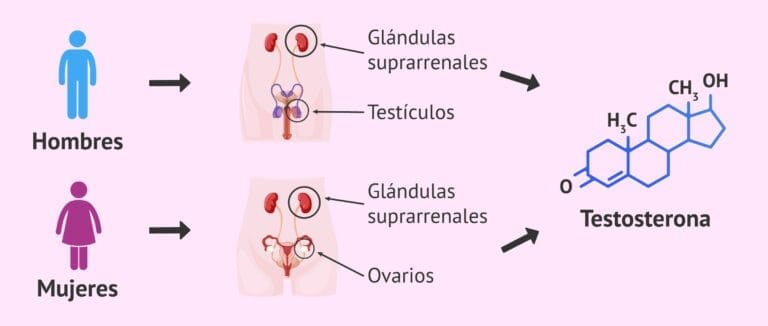 Hormona testosterona: ¿cuál es su función en hombres y mujeres?