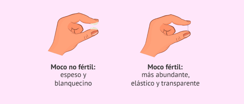 ¿Cómo es el moco cervical durante la ovulación y en los días fértiles?