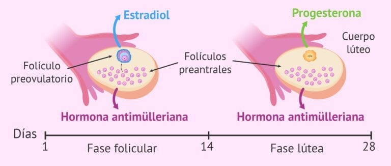 Análisis hormonal en la mujer: ¿cuáles son los niveles normales?