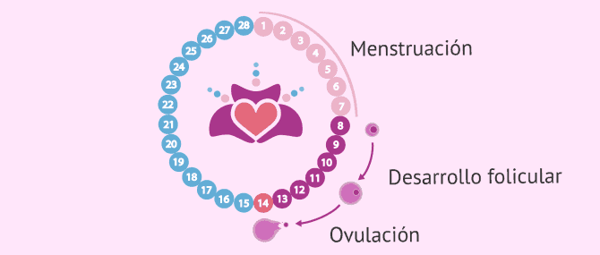 Semana 2 de embarazo: síntomas y recomendaciones para la madre