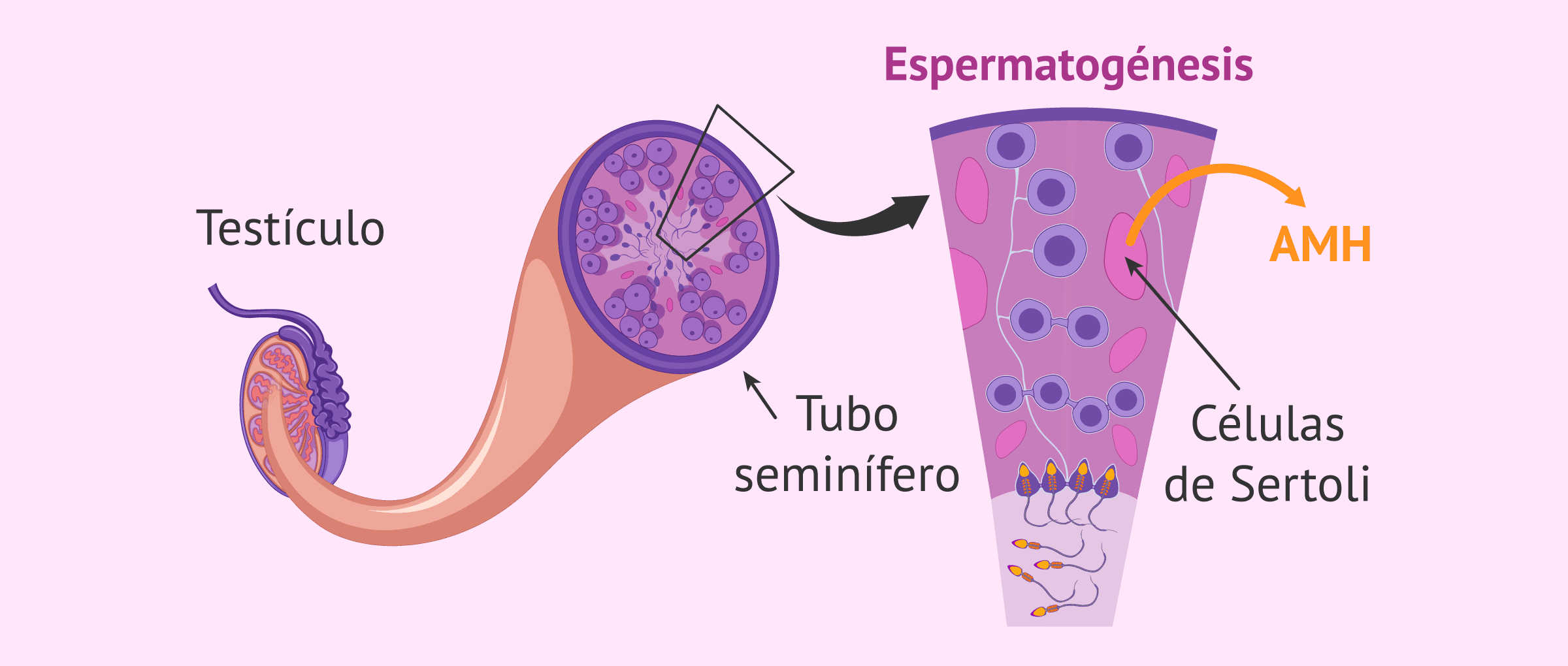 Producción de AMH en los hombres