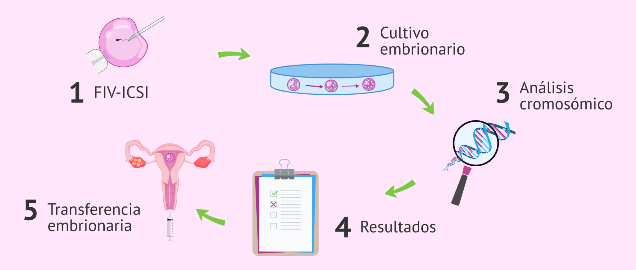 Proceso del test genético preimplantacional no invasivo o test Embrace