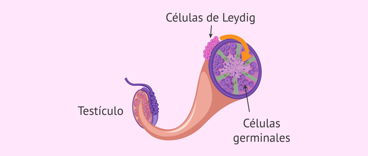 Células de Leydig del testículo