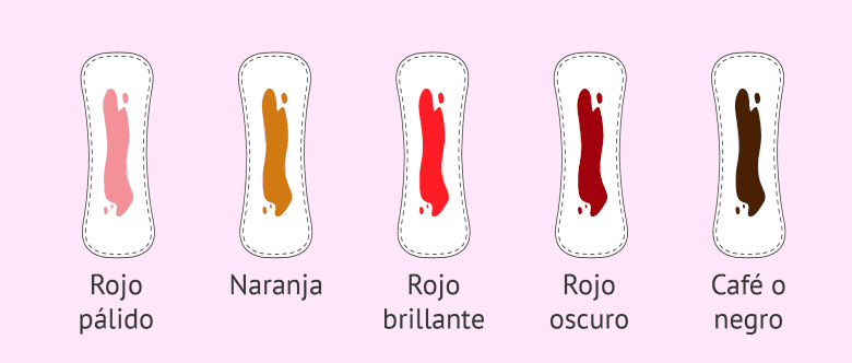 La menstruación: síntomas y características del sangrado