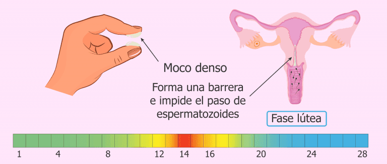 ¿Cómo es el moco cervical durante la ovulación y en los días fértiles?