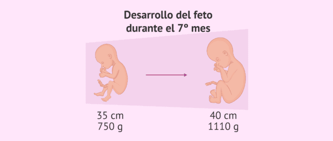 Siete meses de embarazo: síntomas y desarrollo del bebé