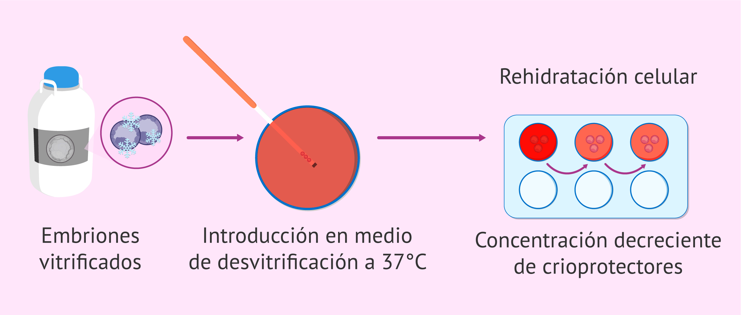 Vitrificación De Embriones | ¿Qué permite la vitrificación de embriones ...