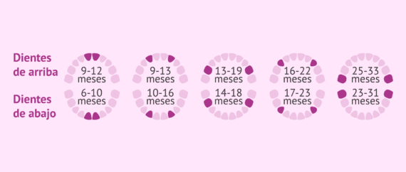 Los primeros dientes del bebé: ¿cuándo salen y qué síntomas produce?