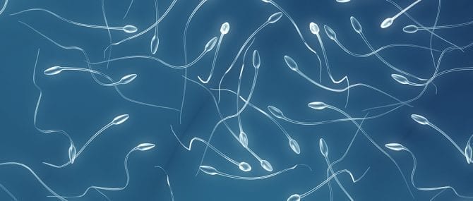Camino de los espermatozoides - ¿Cuánto tardan en llegar al óvulo?