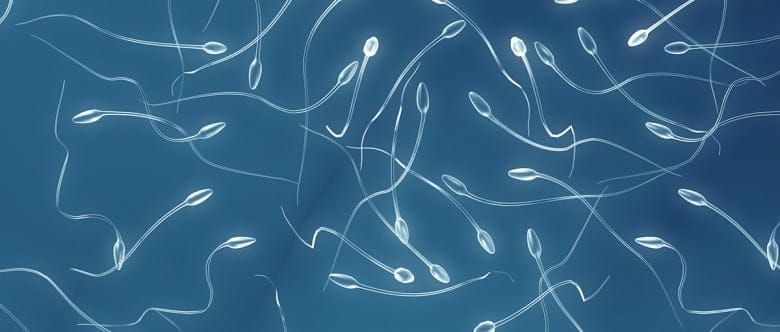 ¿Cómo se forman los espermatozoides? - Fases de la espermatogénesis