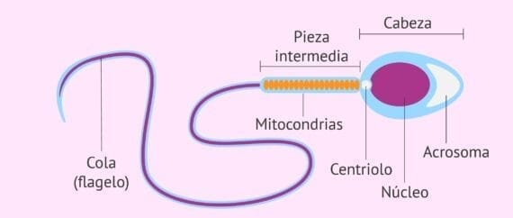 ¿Cómo es el espermatozoide? - Formación, partes y función