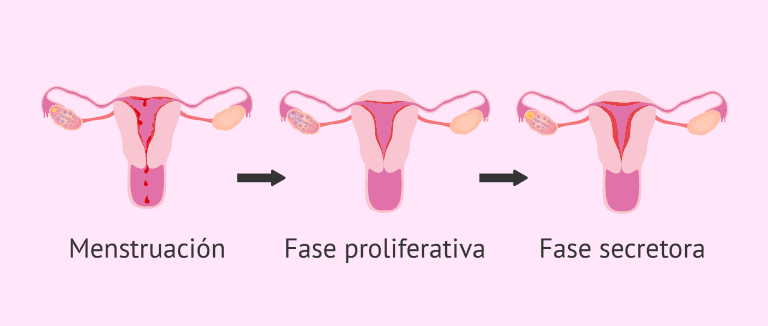 La menstruación: síntomas y características del sangrado