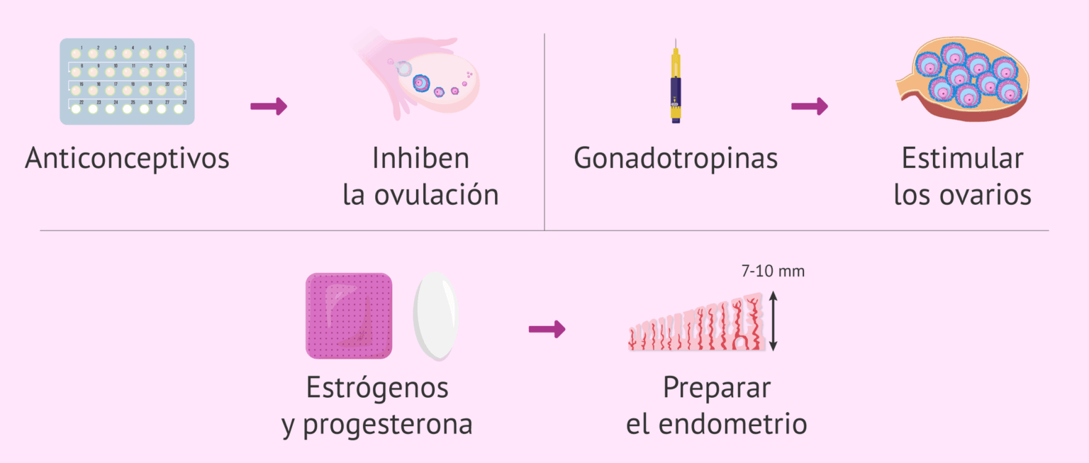 Hormonas sexuales masculinas y femeninas - ¿Qué funciones tienen?