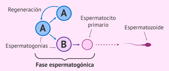 ¿Cómo se forman los espermatozoides? - Fases de la espermatogénesis