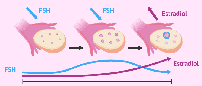 Hormona FSH: ¿cuáles son sus funciones y valores normales?