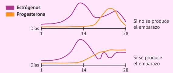 ¿Qué es y cuánto dura la fase lútea del ciclo menstrual?