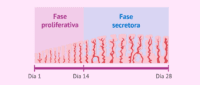 El ciclo menstrual: ¿qué ocurre en cada una de sus fases?