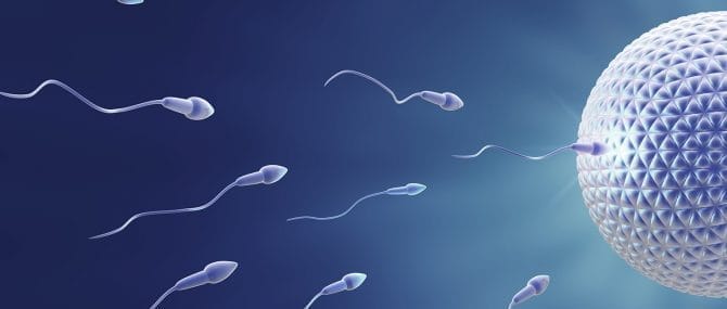 Proteína y formación de gametos