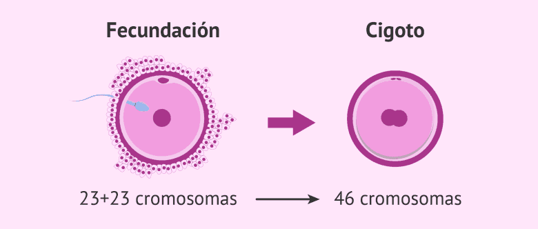 Fecundación y formación del cigoto