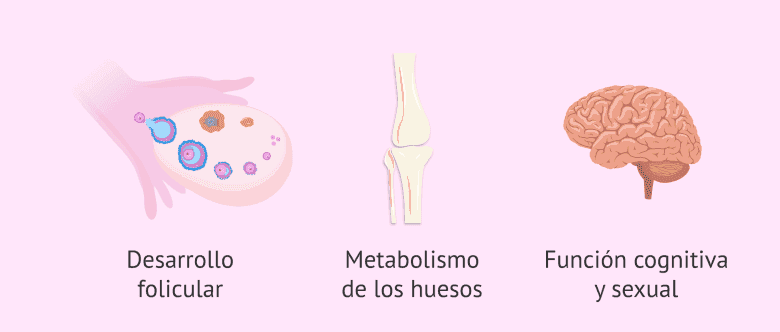 Hormona testosterona: ¿cuál es su función en hombres y mujeres?