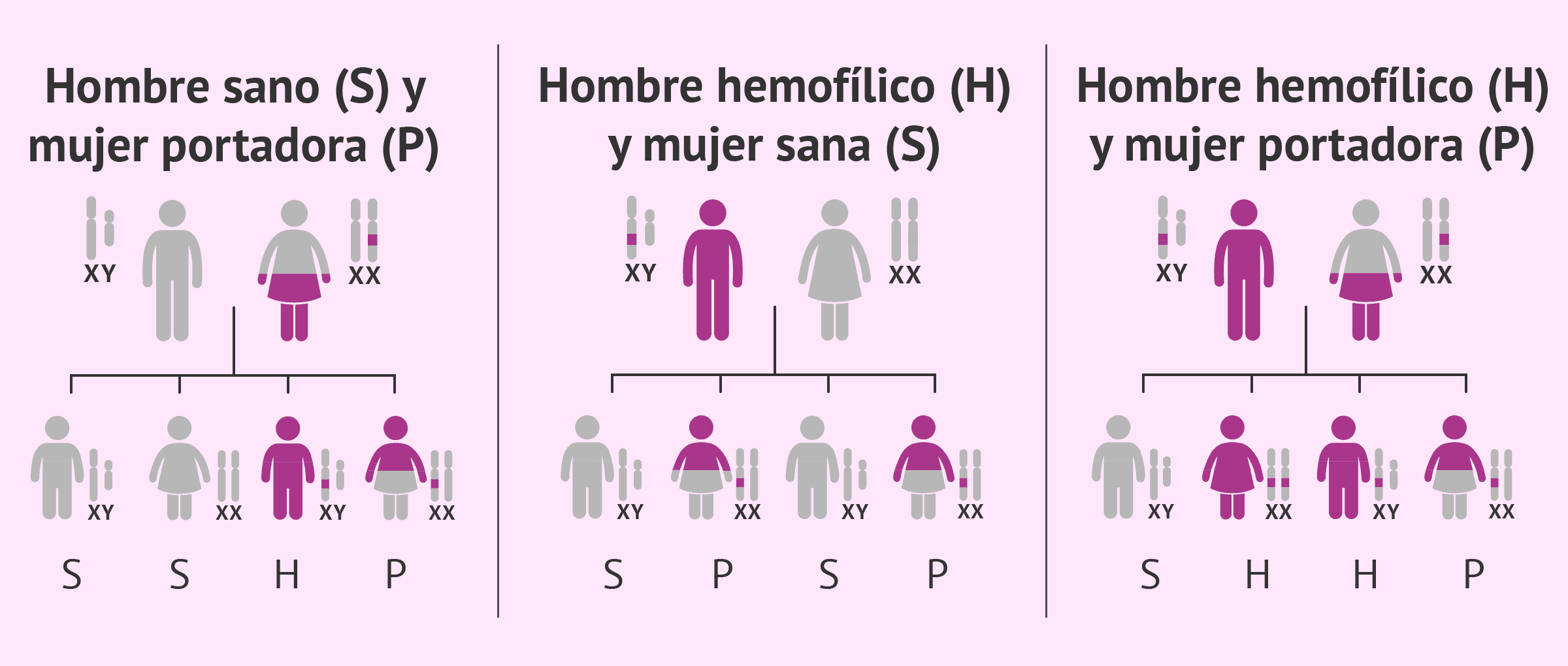 Antelo's blog: Tema 3.5: Como se determina o sexo