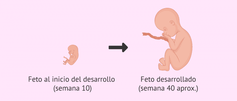 ¿Qué es un feto?