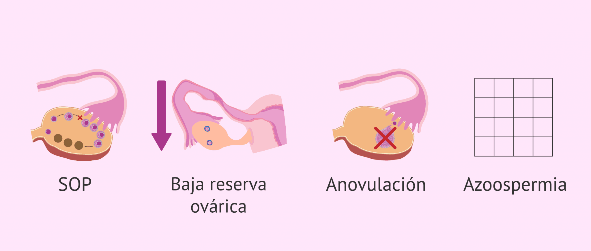 Hormona FSH: ¿cuáles son sus funciones y valores normales?