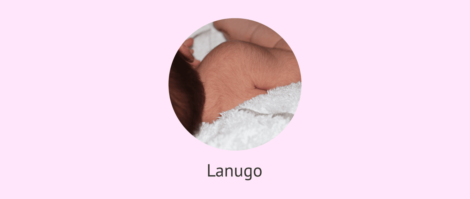 ¿Qué funciones tiene el lanugo o falso vello en el recién nacido?