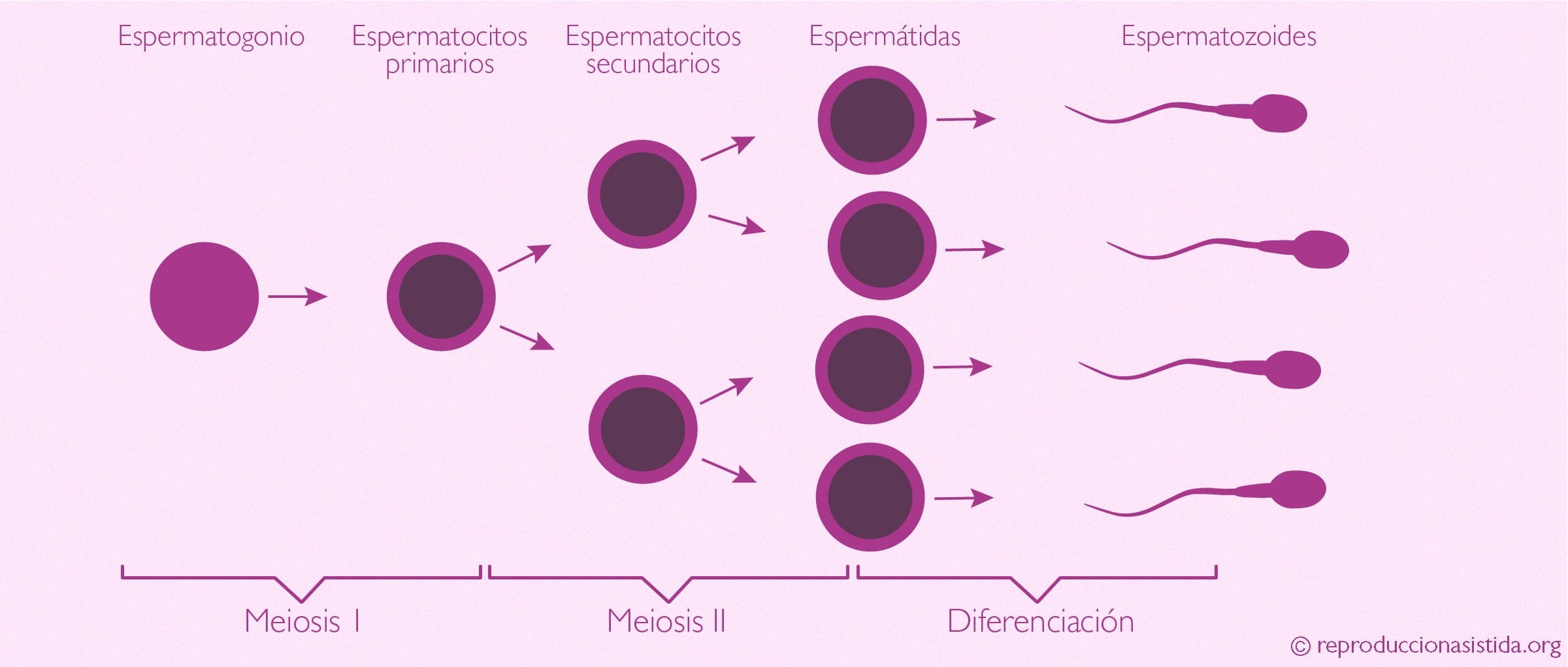 Meiosis en la producción de espermatozoides
