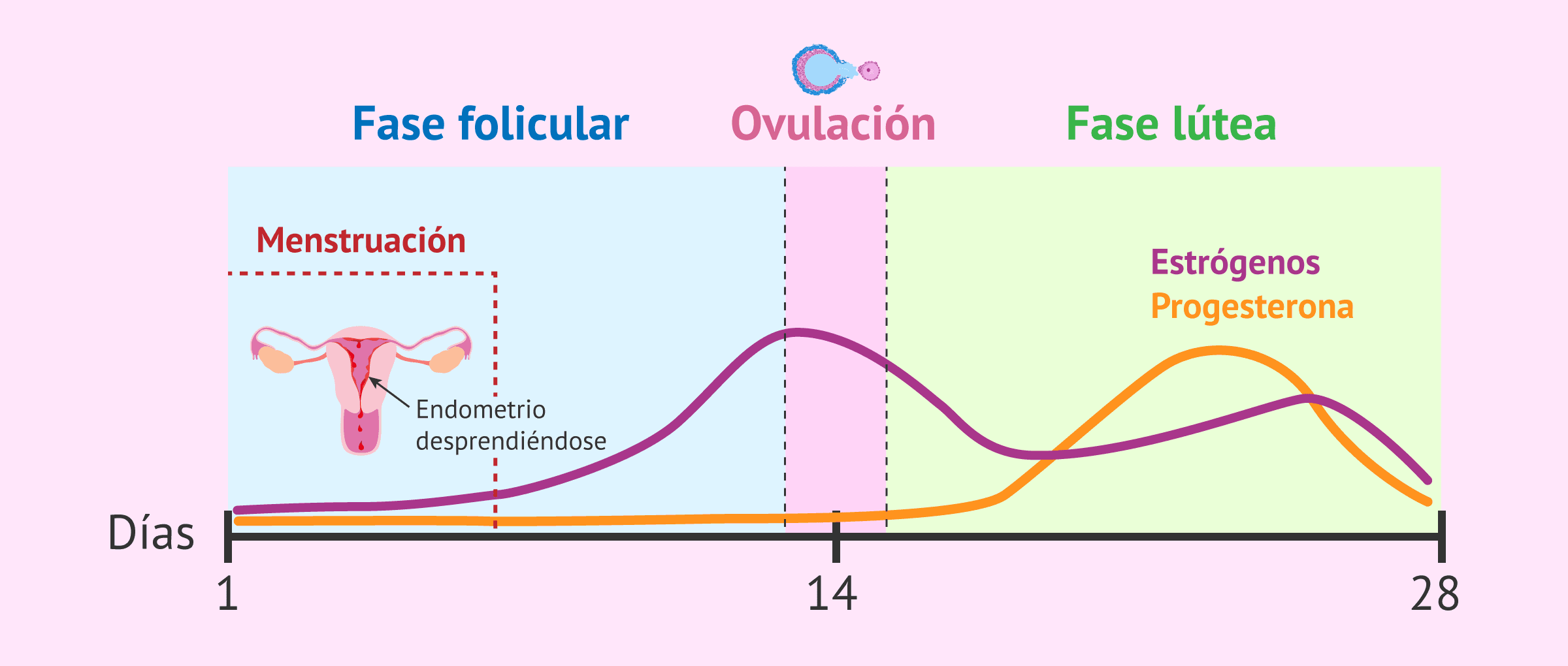 Endometrio en la menstruación
