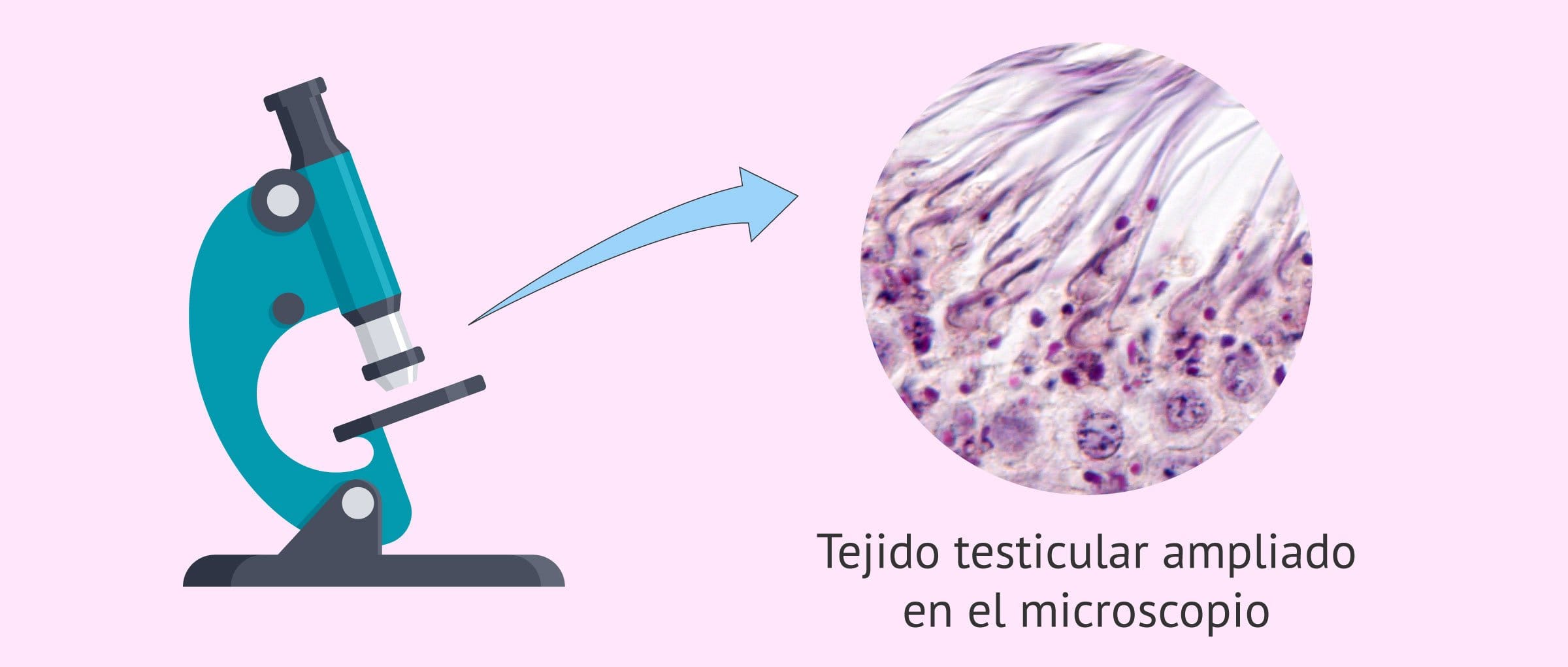 Histologia Testicular Túbulos Seminíferos