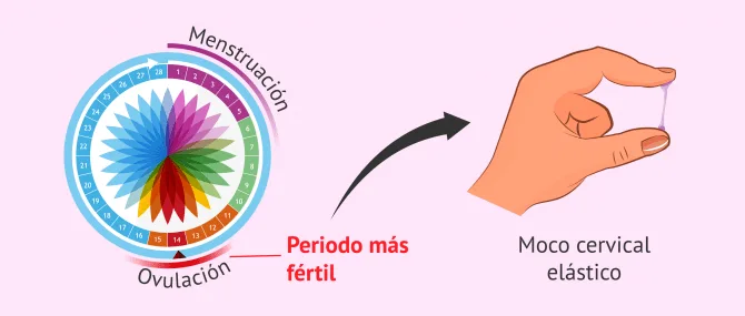 Moco Cervical Cremoso