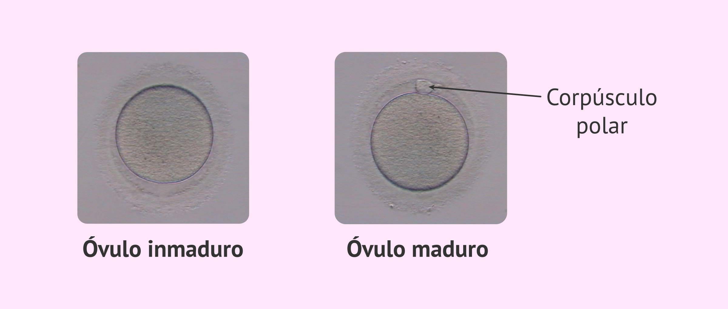 ¿Qué es un óvulo maduro?
