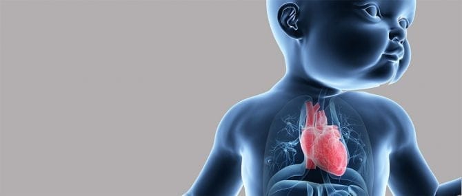 Fisiologia Del Corazon De Bebe