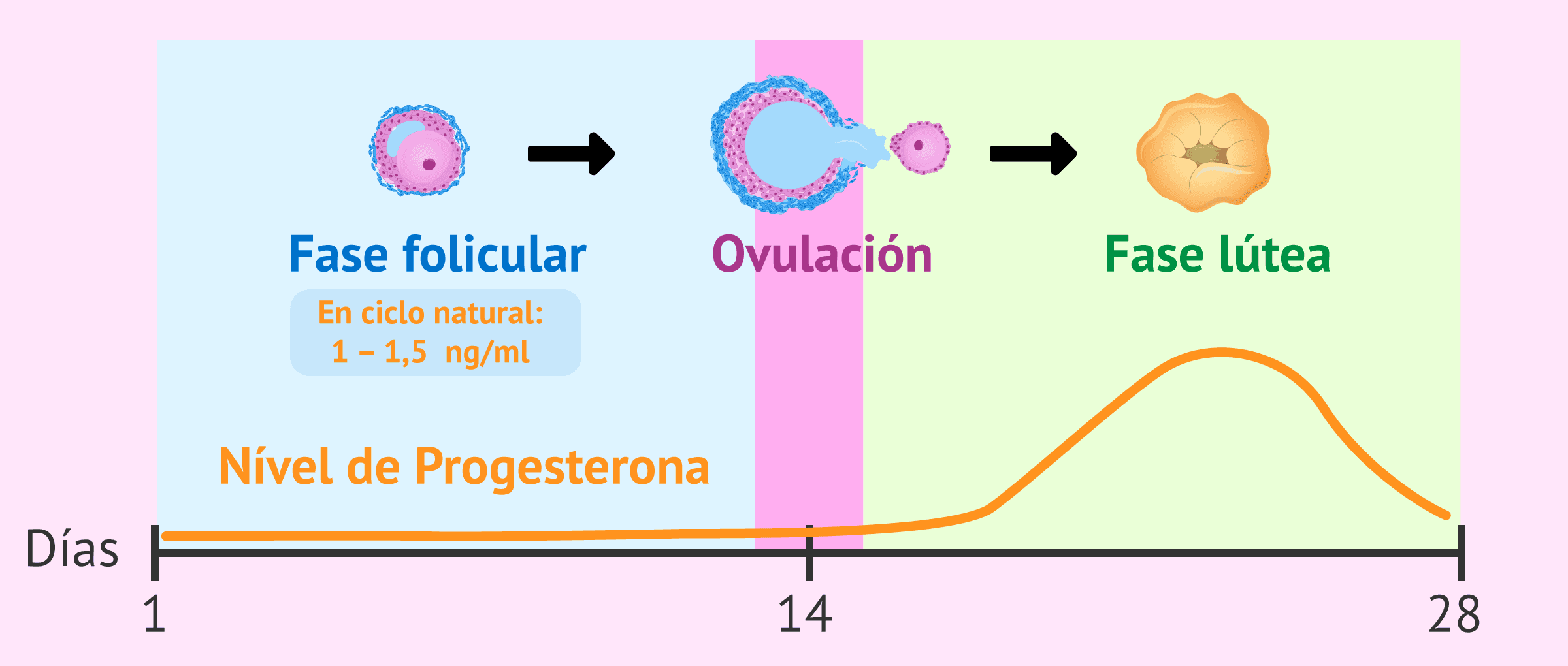 ¿Cuáles son los valores normales de progesterona en la fase folicular?