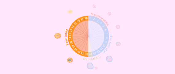 ¿Qué es y cuánto dura la fase lútea del ciclo menstrual?