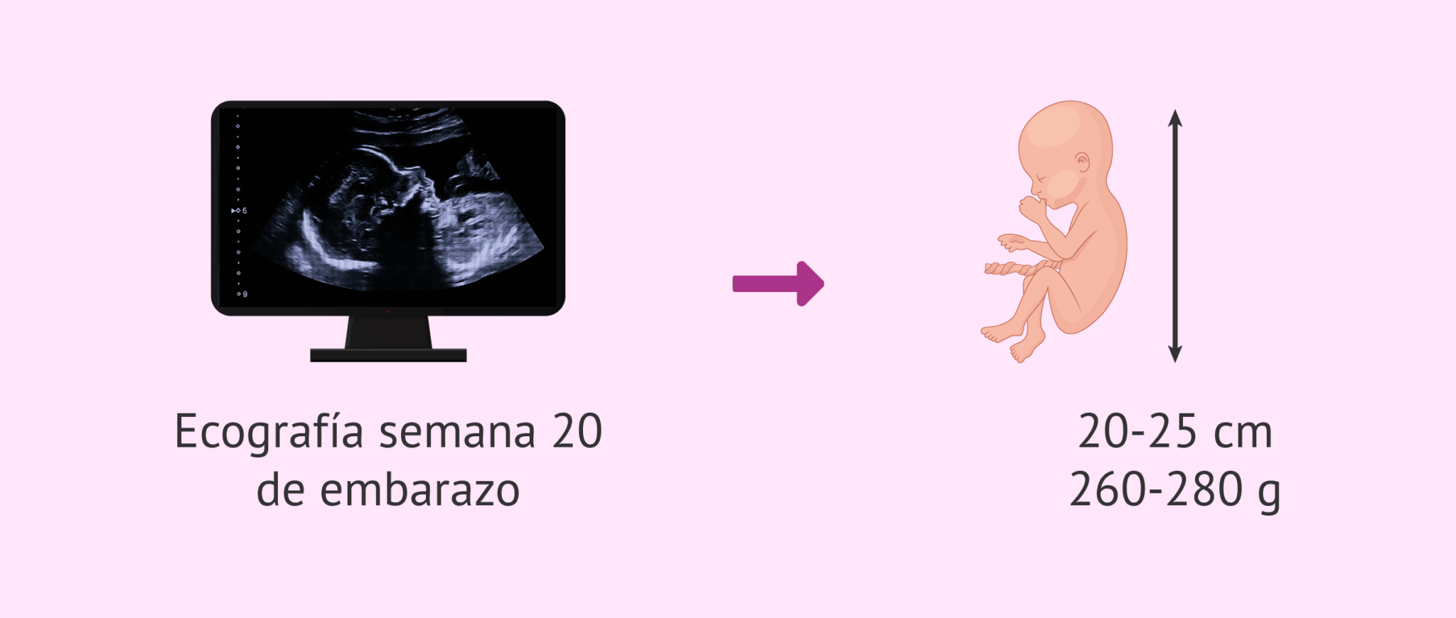 Cinco meses de embarazo: síntomas y cambios en el bebé y la madre