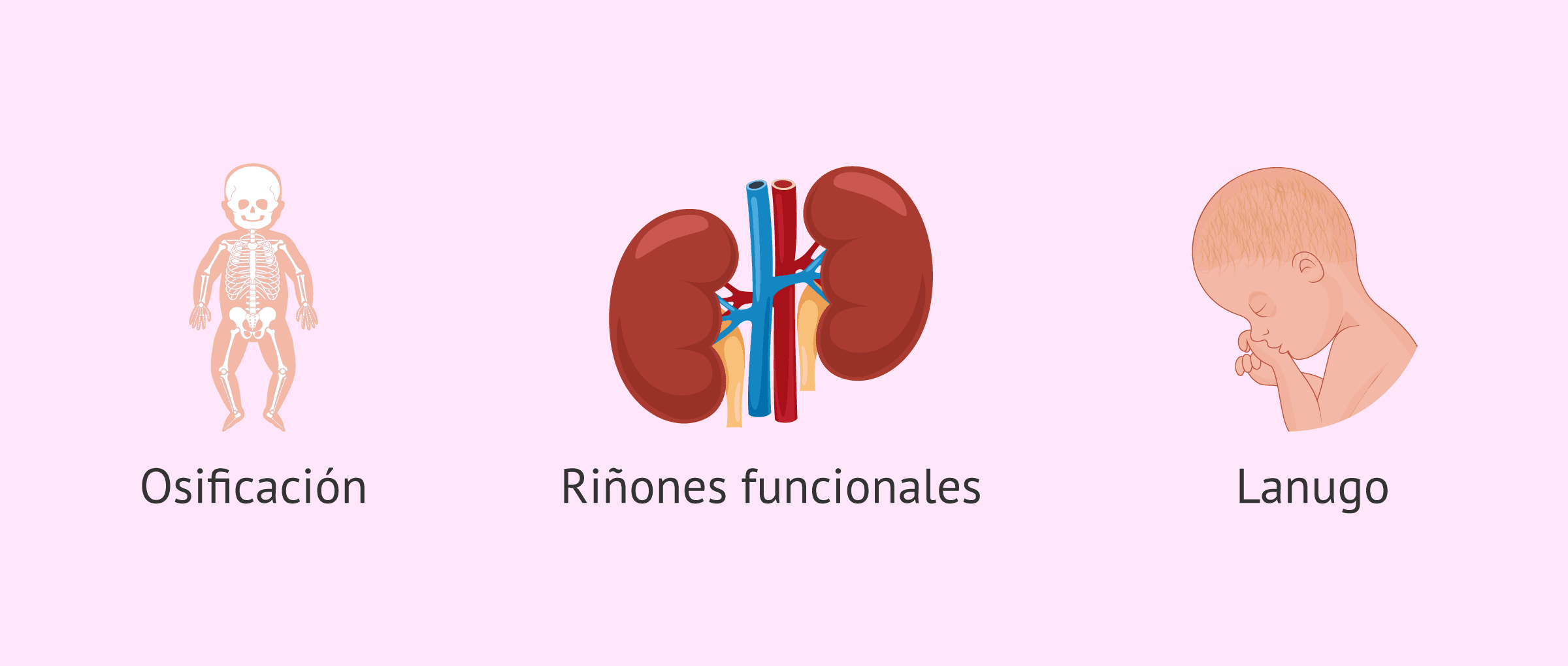 Cambios en el feto a las 13 semanas