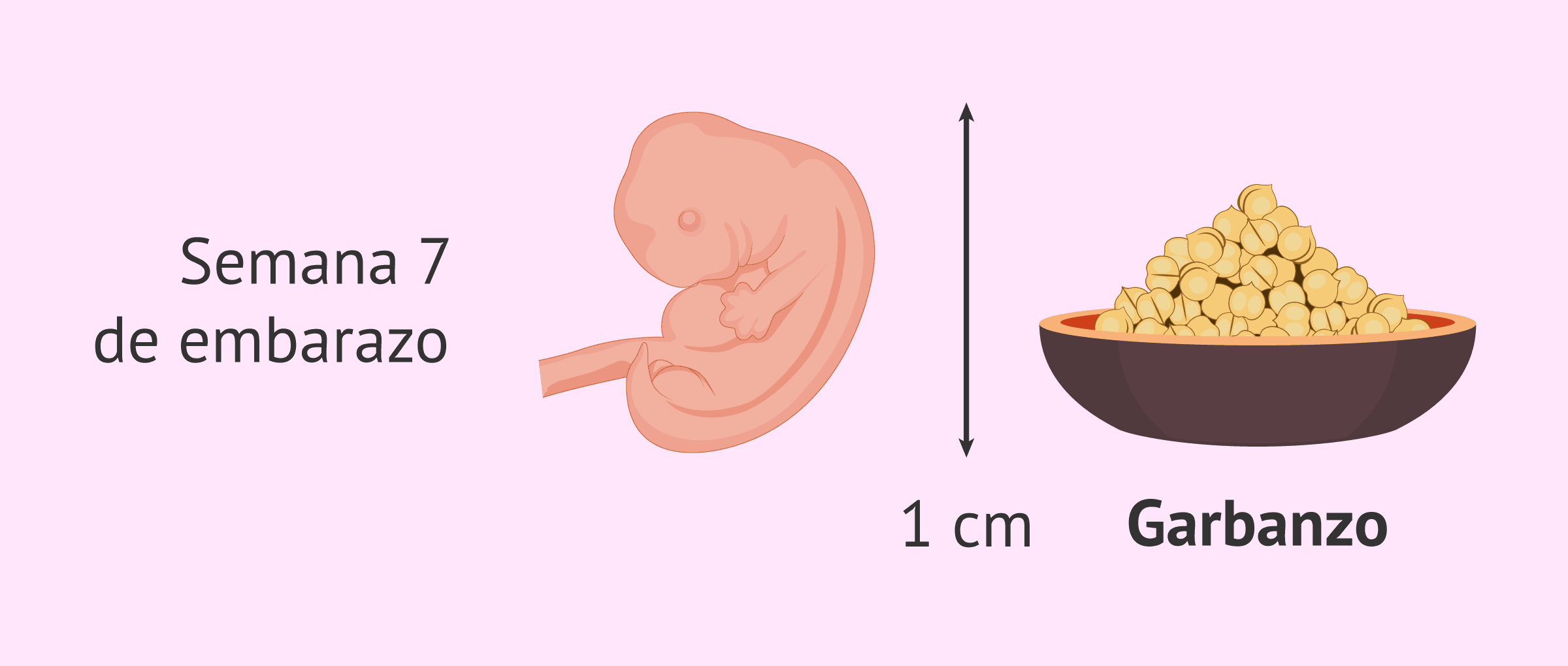 Bebe En Utero A Las 7 Semanas