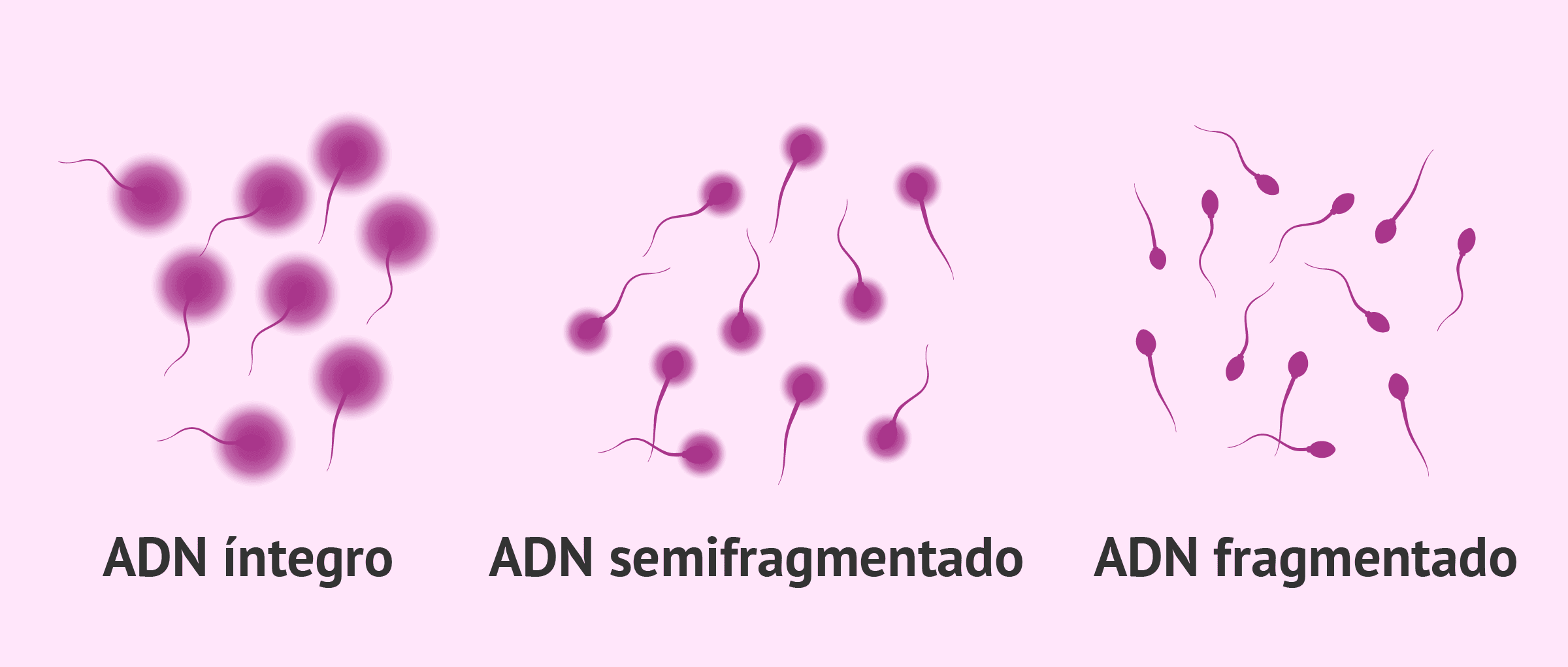 Test de dispersión de la cromatina espermática