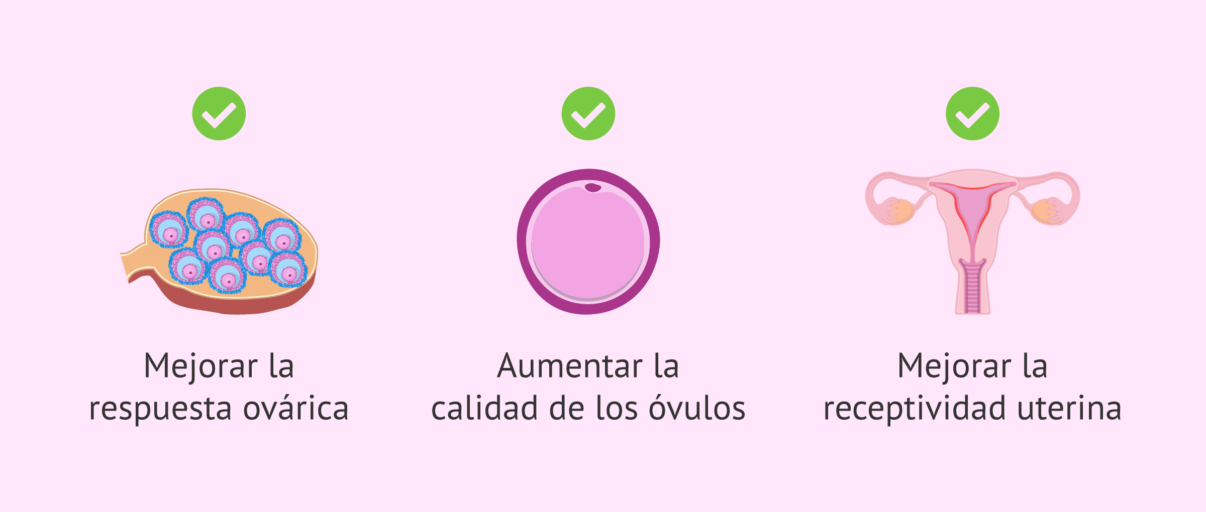 ¿Cuál es el papel de la testosterona en la mujer?