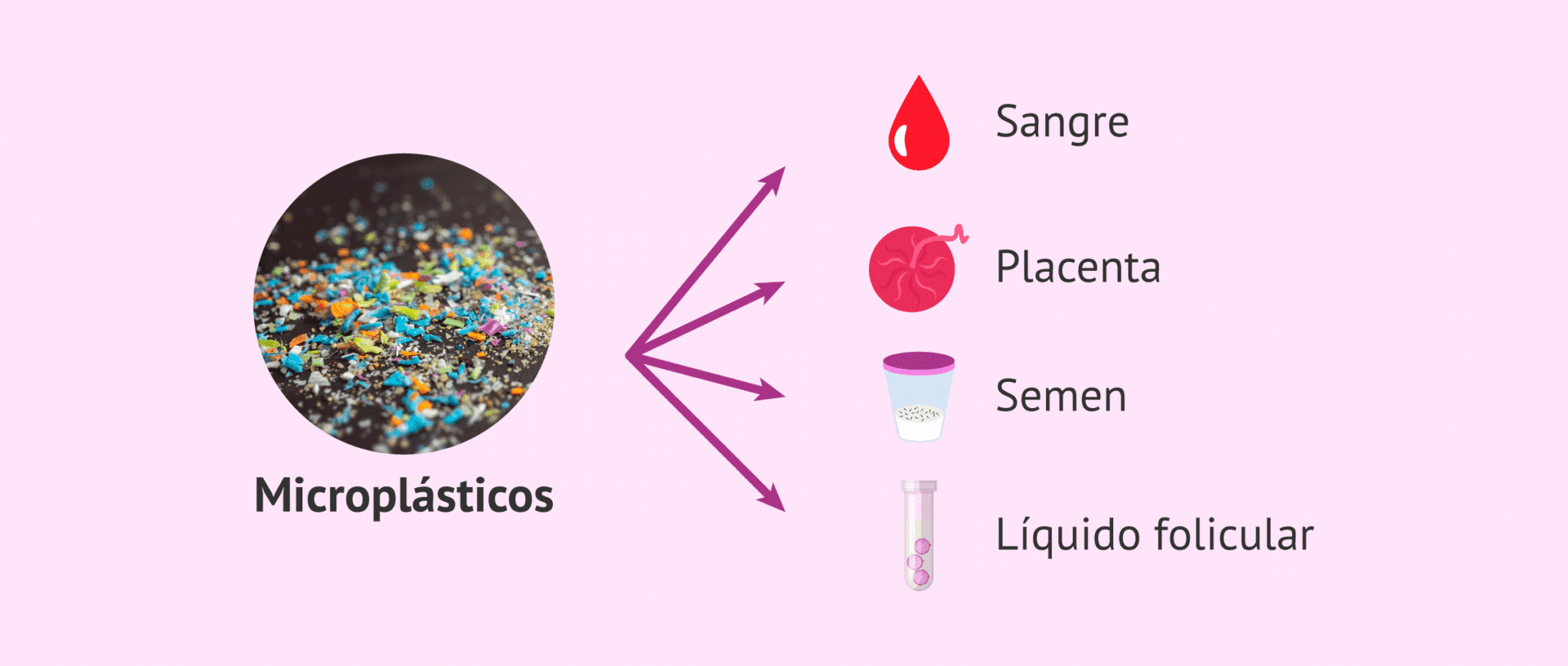 Presencia de microplásticos en el organismo humano