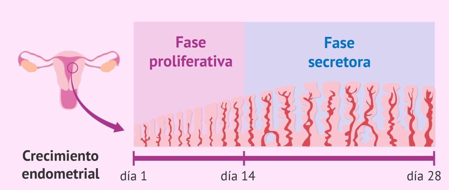 ¿Por qué es importante el endometrio en reproducción asistida?