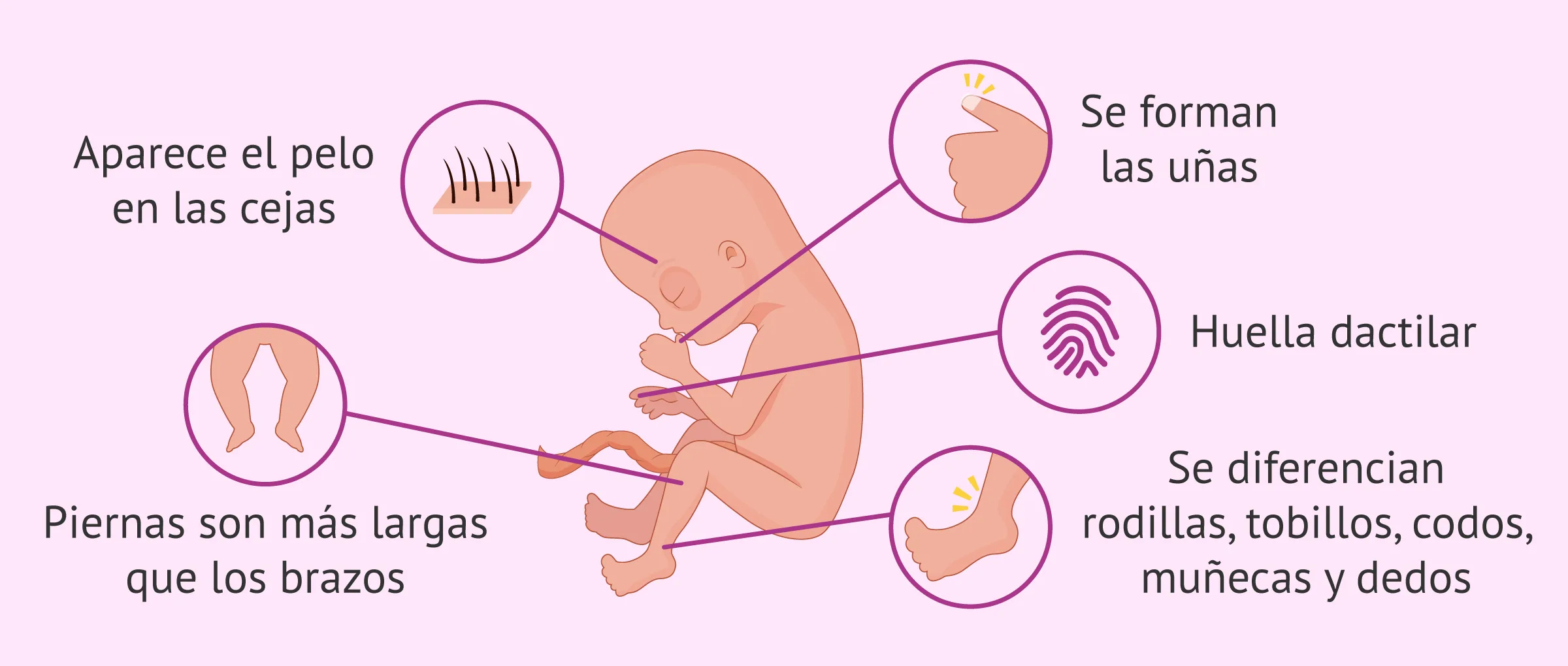 Feto Humano 16 Semanas Semana 10 (para Padres) | Nemours KidsHealth