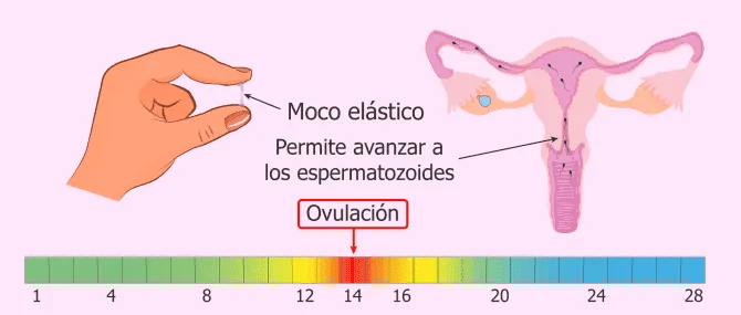 Etapas Del Flujo Ovulado Fases De La Ovulación
