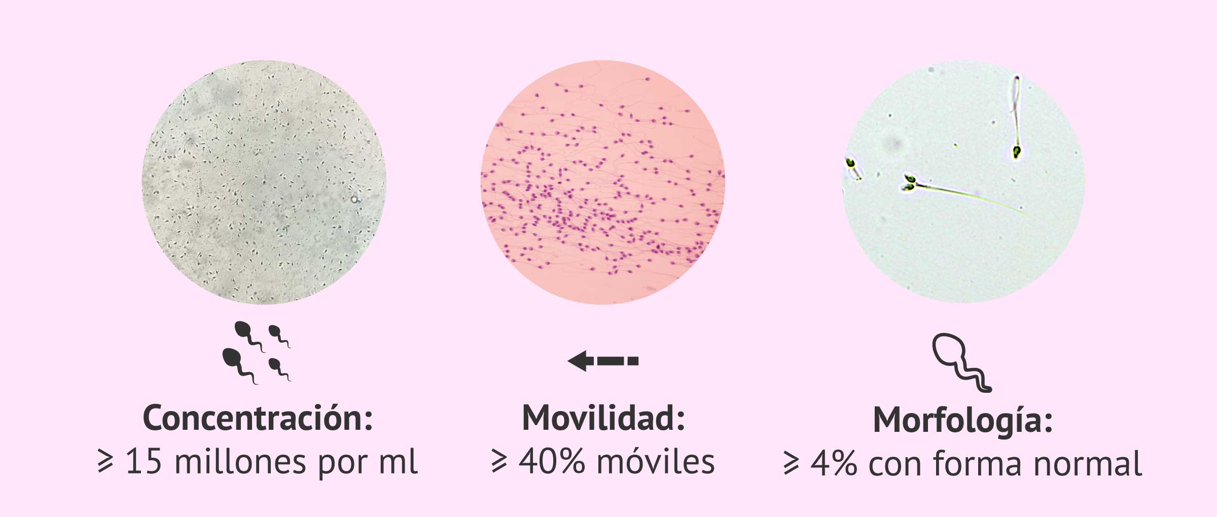 Reproducci n Asistida ORG Revista Especializada En FIV Y Embarazo Reproducci n Asistida ORG Revista Especializada En FIV Y Embarazo