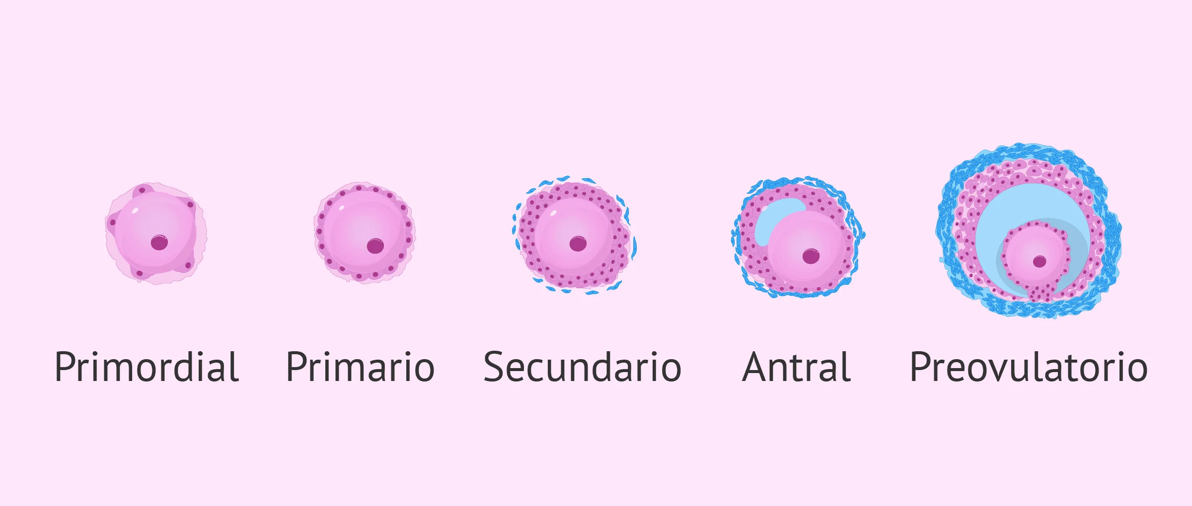 Foliculo Primordial Marcado