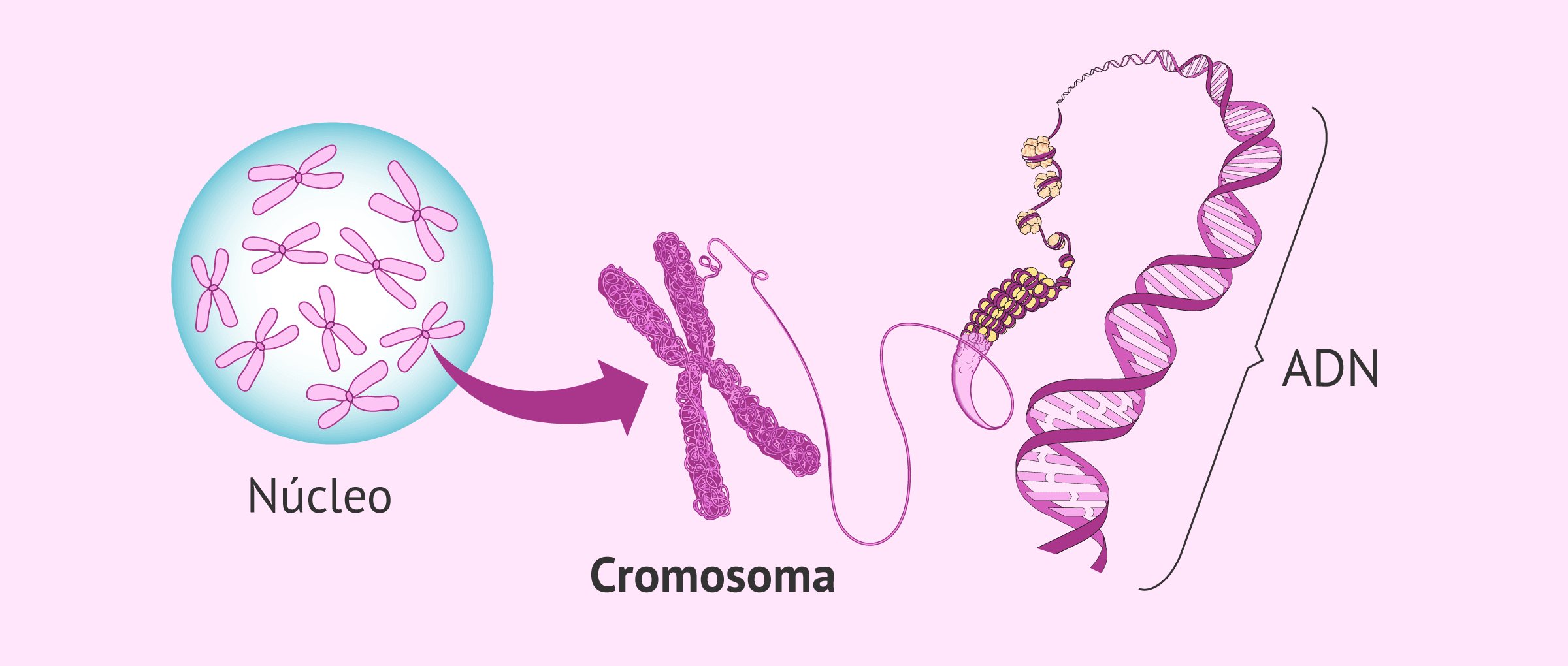 Esquema cromosoma-núcleo-ADN